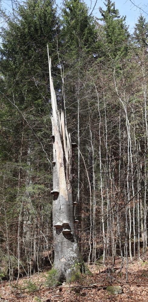 Boubínský prales – tip na výlet | Šumava Net.CZ