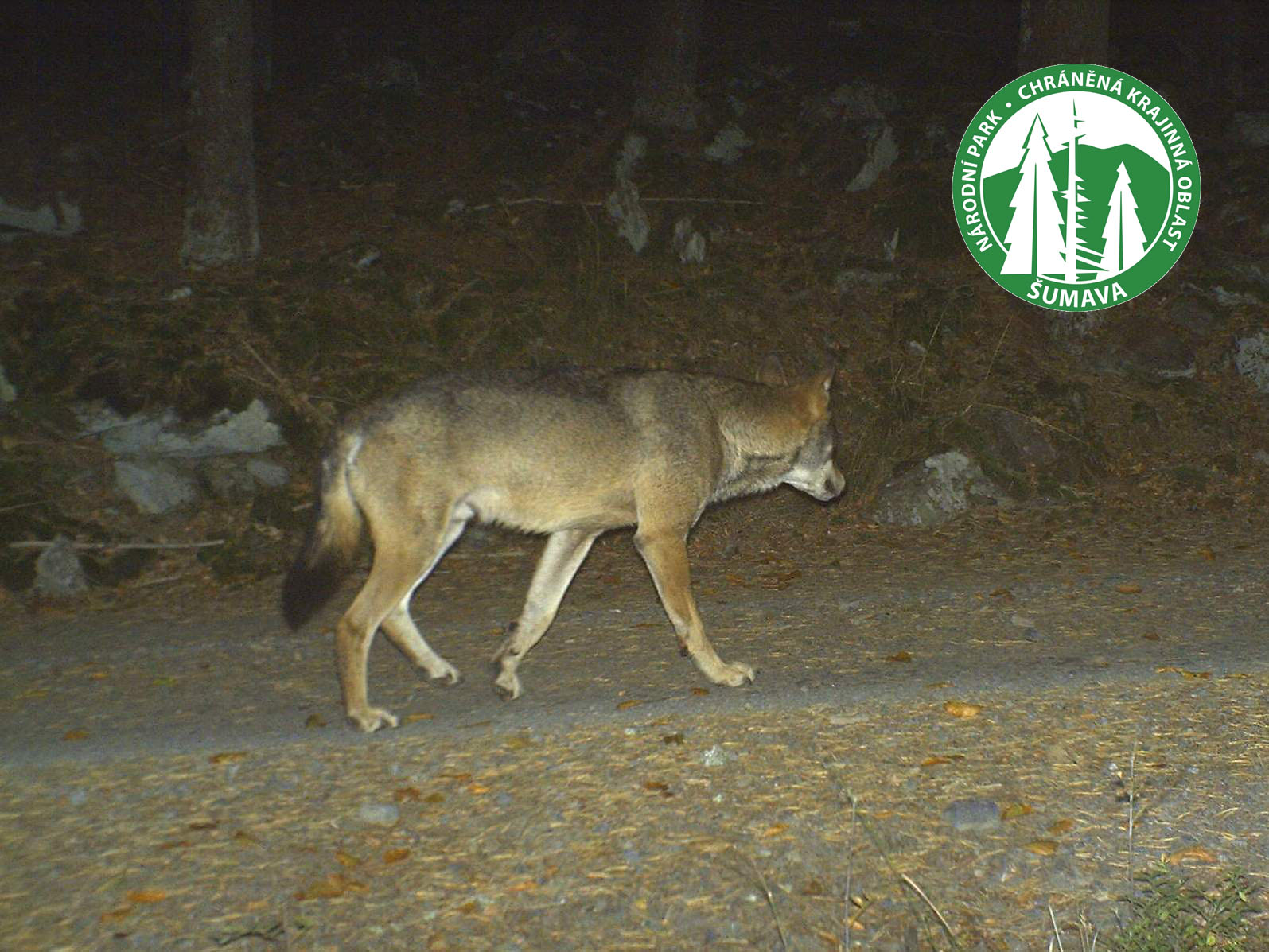 Vlk se objevuje na Šumavě | Šumava Net.CZ