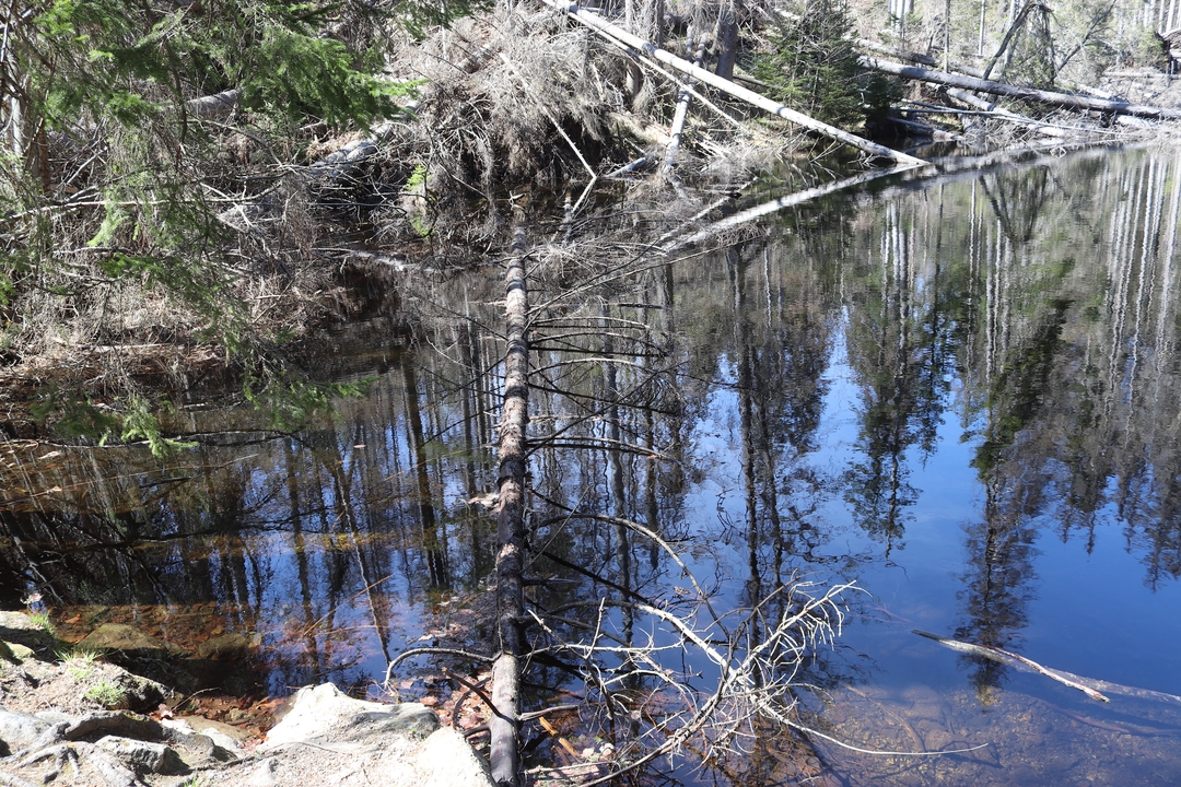 Boubínský prales – tip na výlet | Šumava Net.CZ