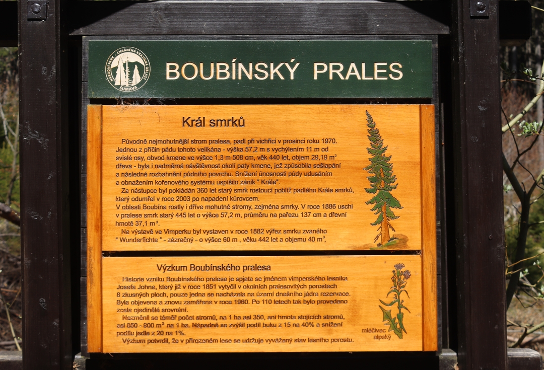 Boubínský prales – tip na výlet | Šumava Net.CZ