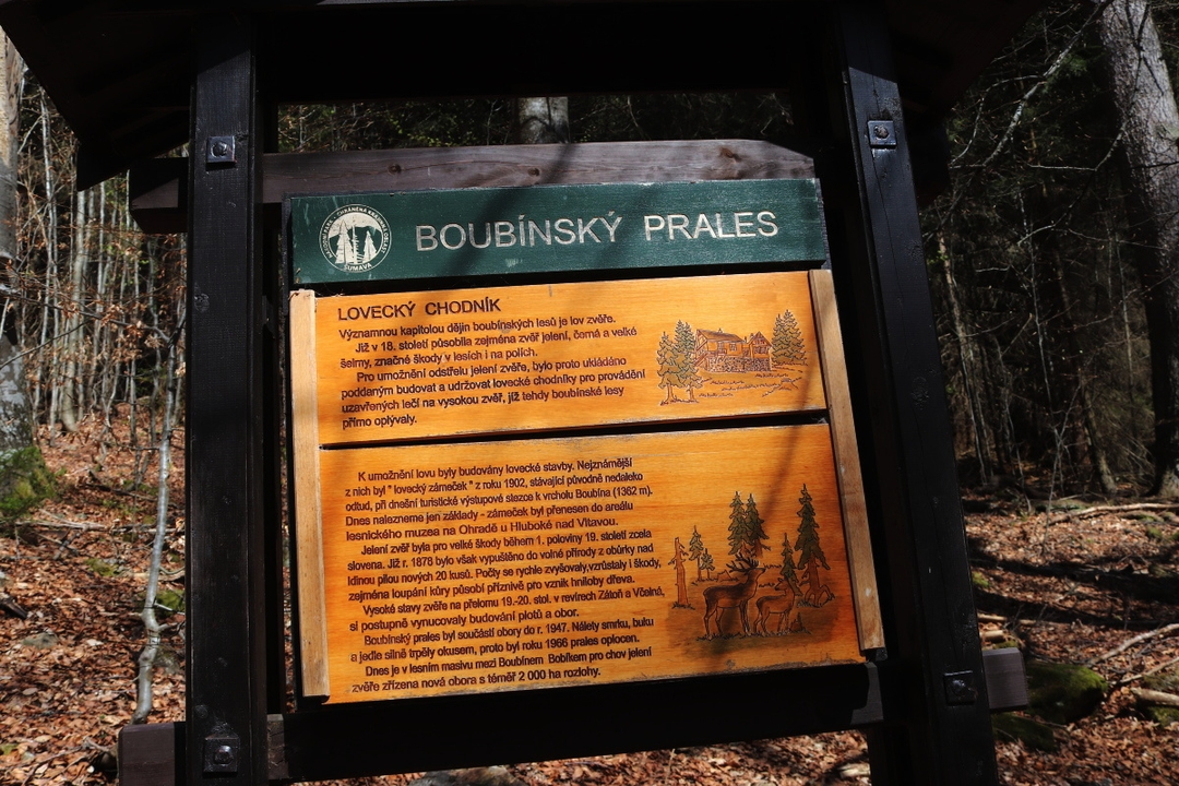 Boubínský prales – tip na výlet | Šumava Net.CZ